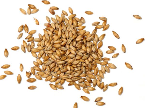 ¿Cuáles son los 4 ingredientes principales de la cerveza?